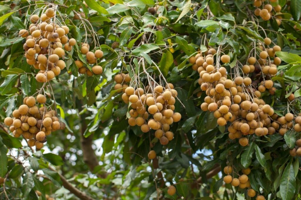 Explaining What Longan Fruit Is - Because Food Is Life